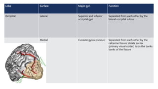 Neuroanatomi Otak xxxxxxxxxxxxxxxxxxxxxxxx | PPT