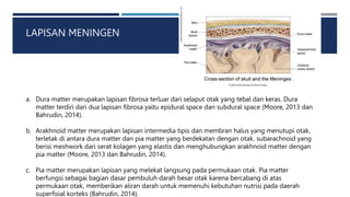 Neuroanatomi Otak xxxxxxxxxxxxxxxxxxxxxxxx | PPTX