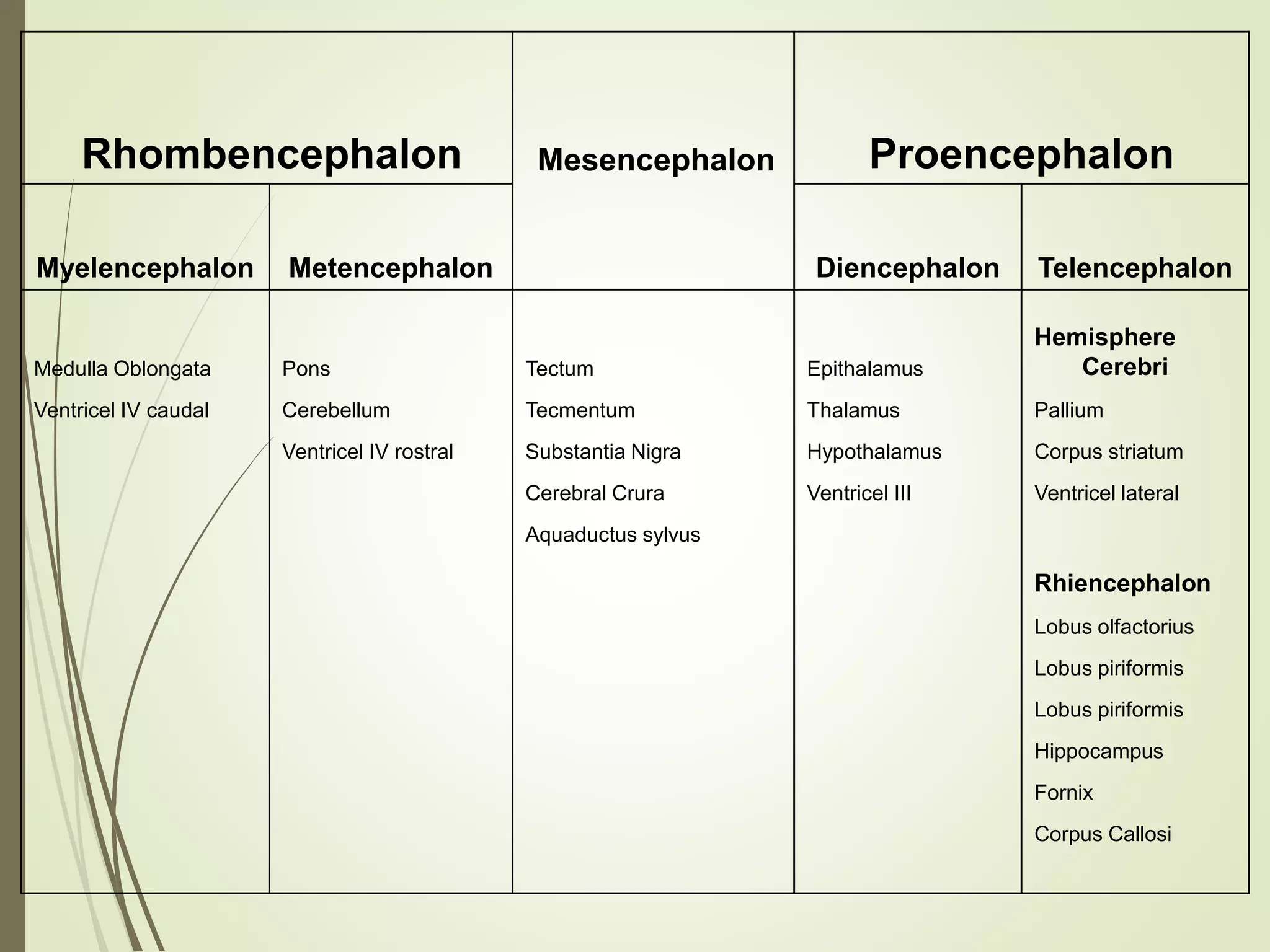 Neuroanatomi ub.pdf