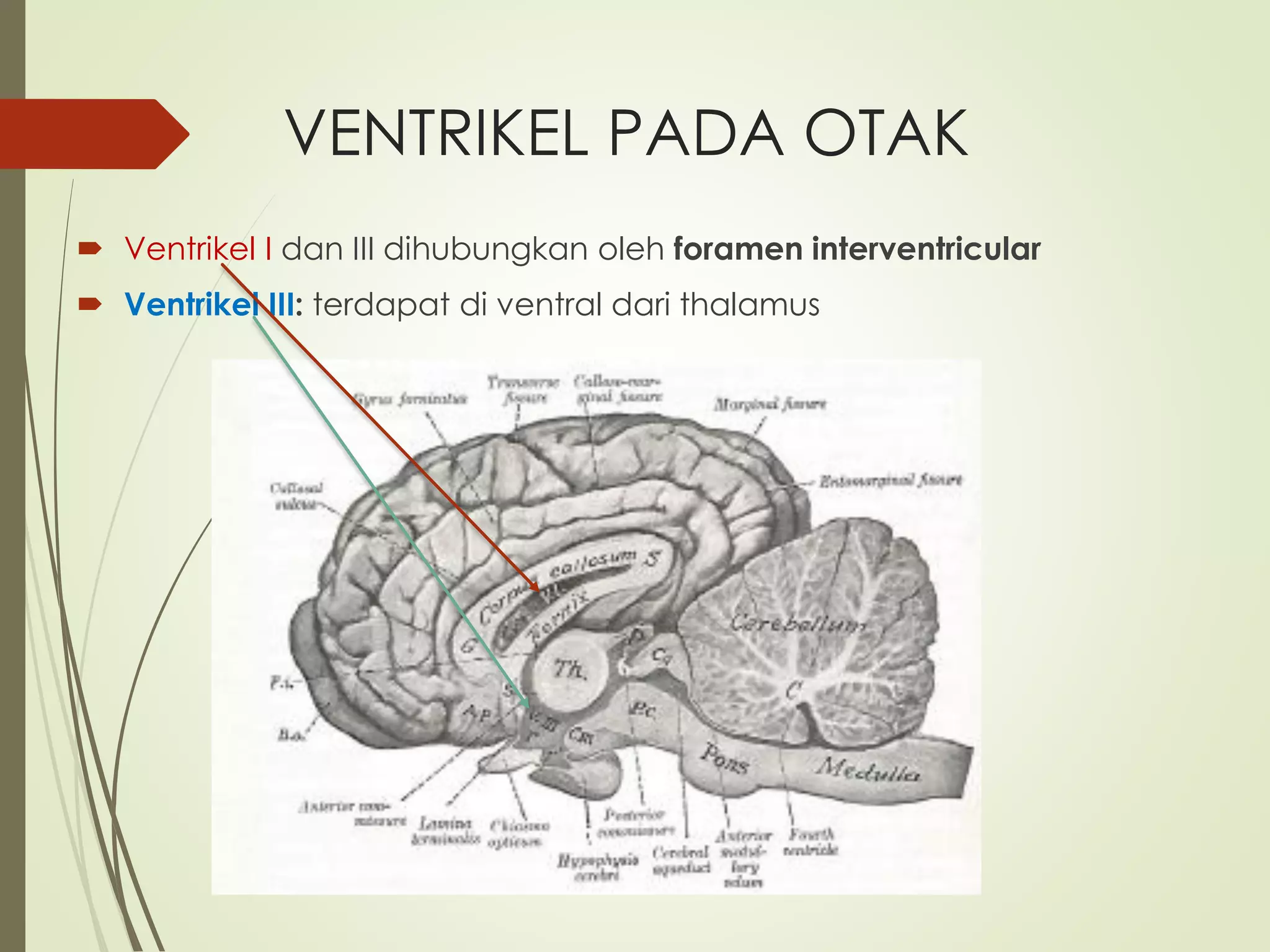 Neuroanatomi ub.pdf