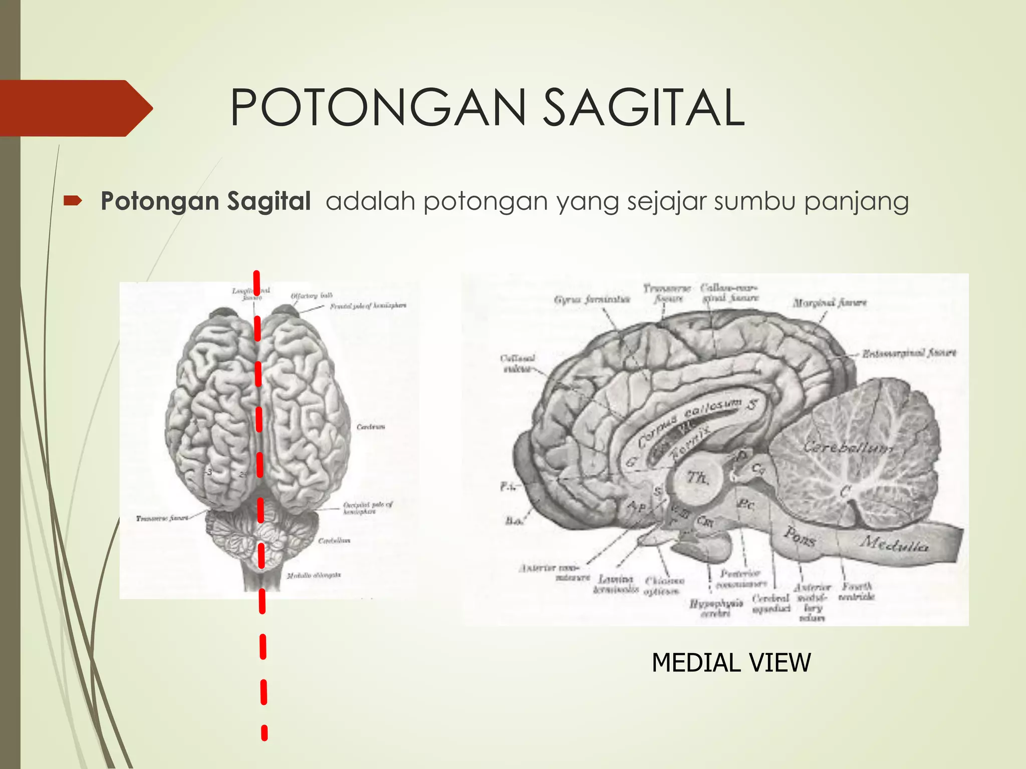 Neuroanatomi ub.pdf