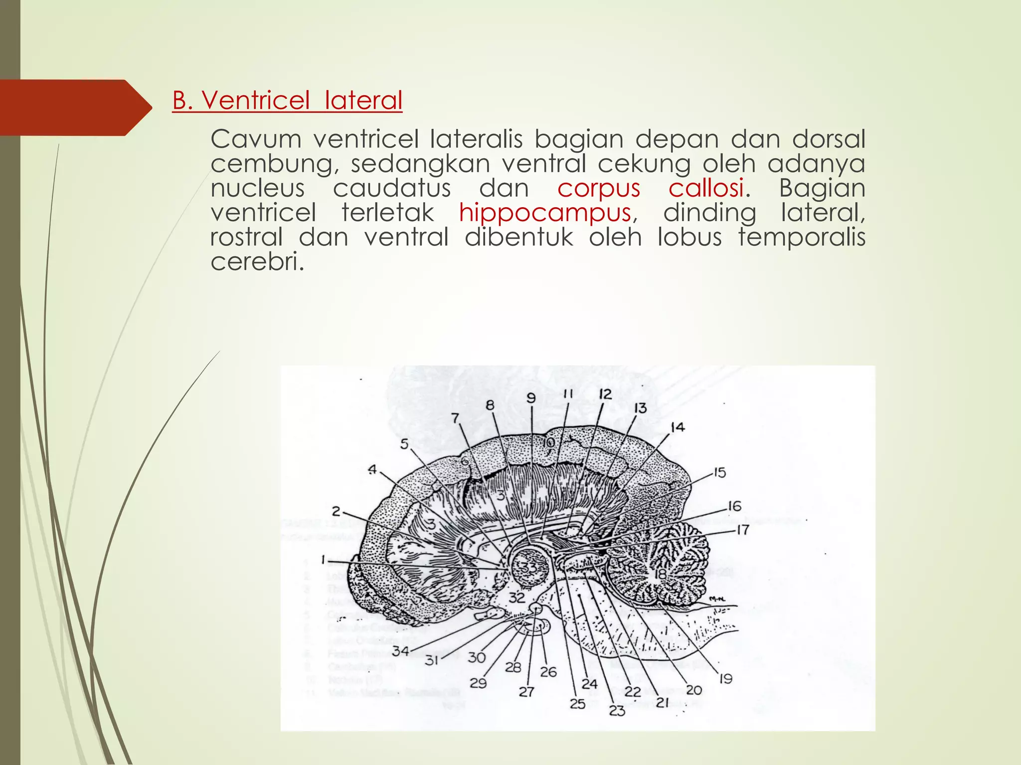 Neuroanatomi ub.pdf