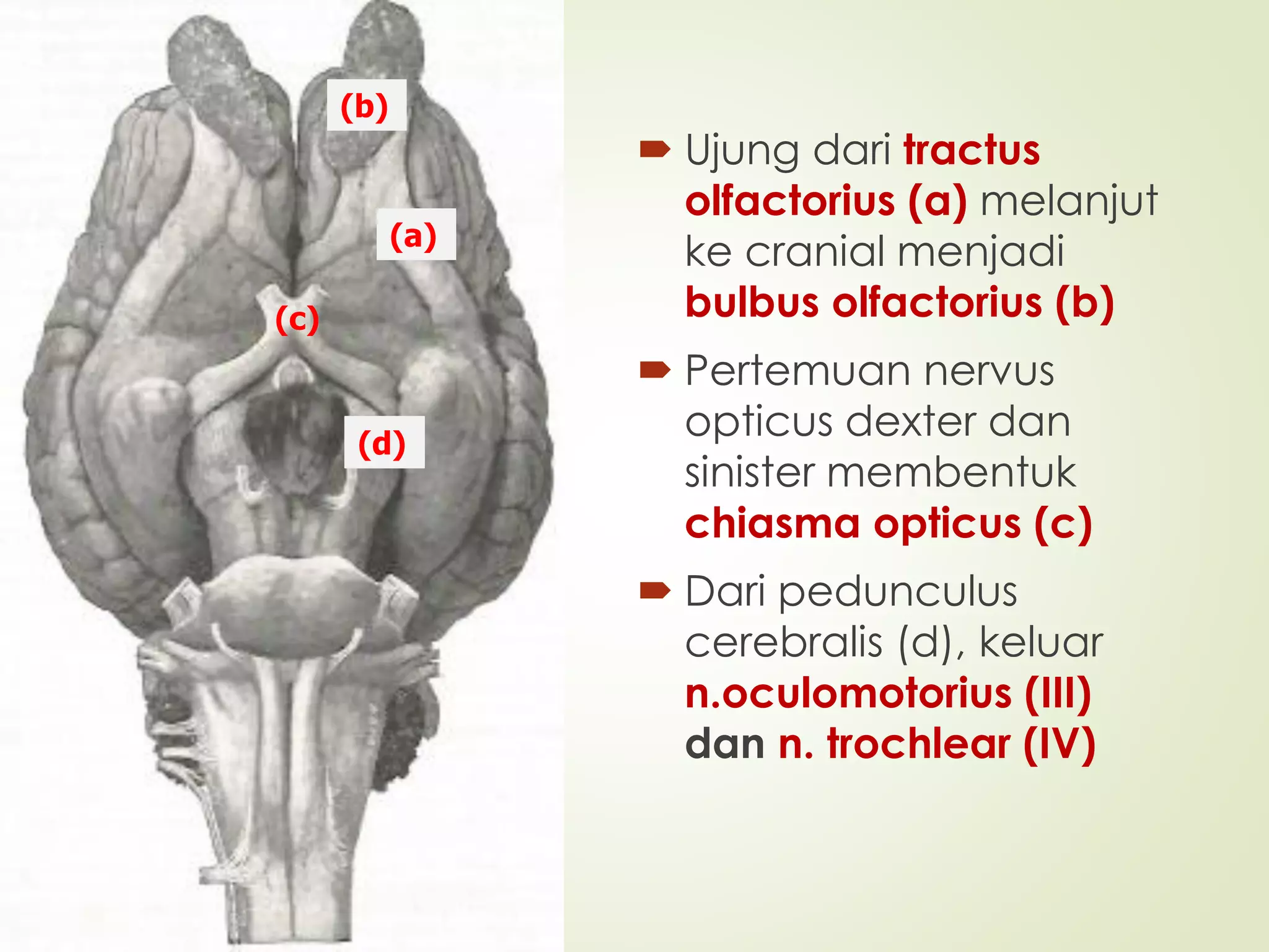 Neuroanatomi ub.pdf