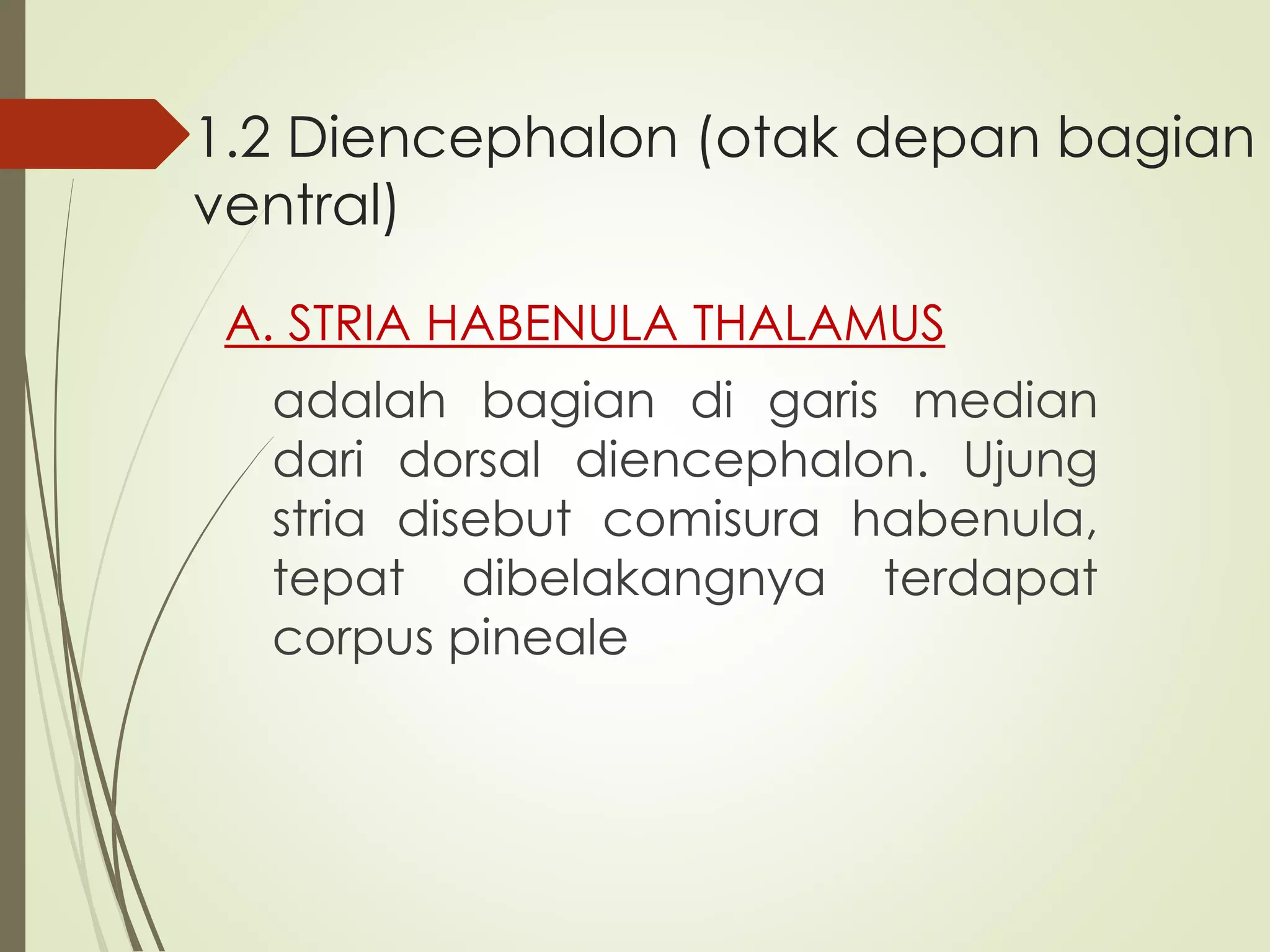 Neuroanatomi ub.pdf