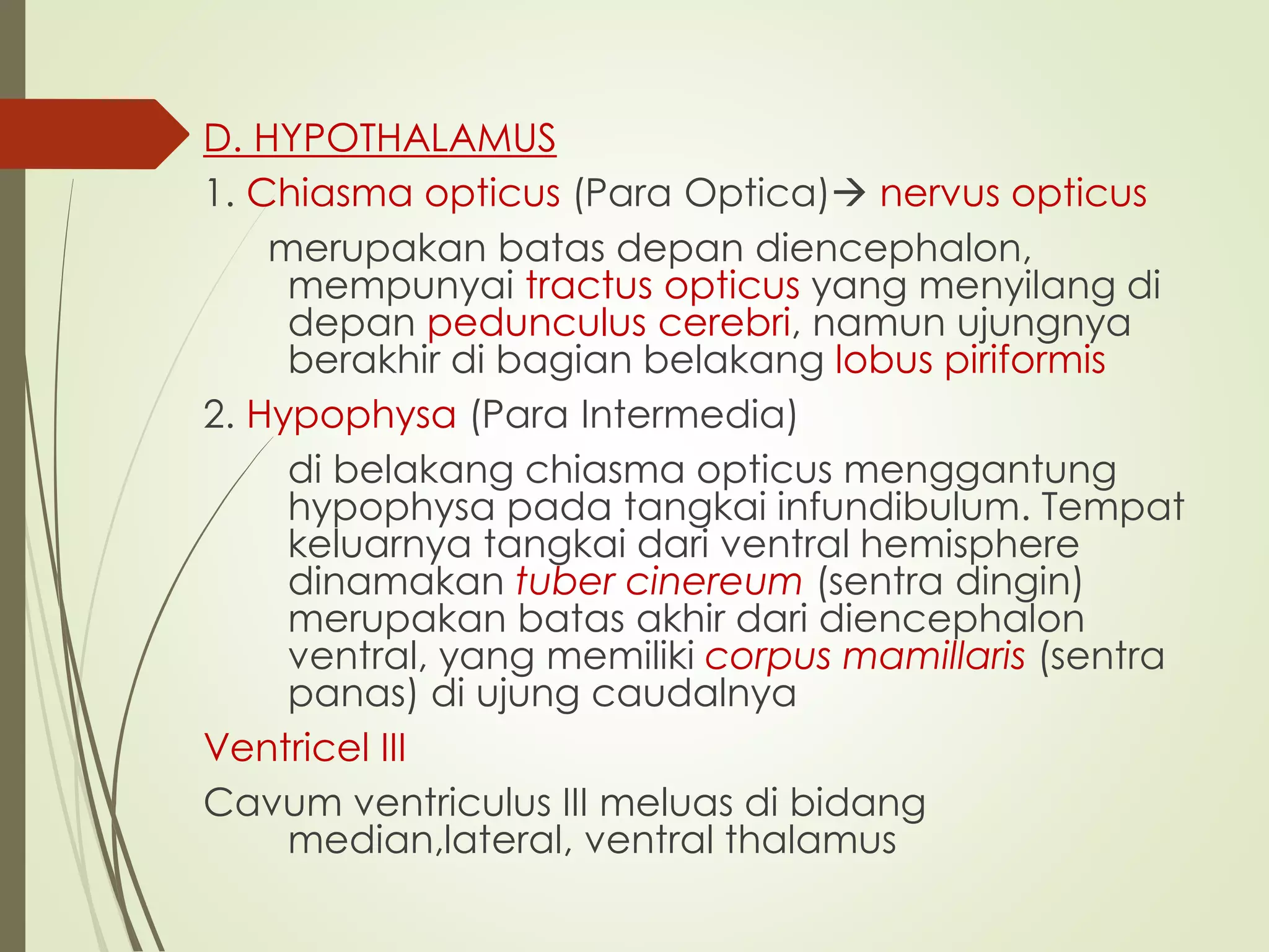 Neuroanatomi ub.pdf