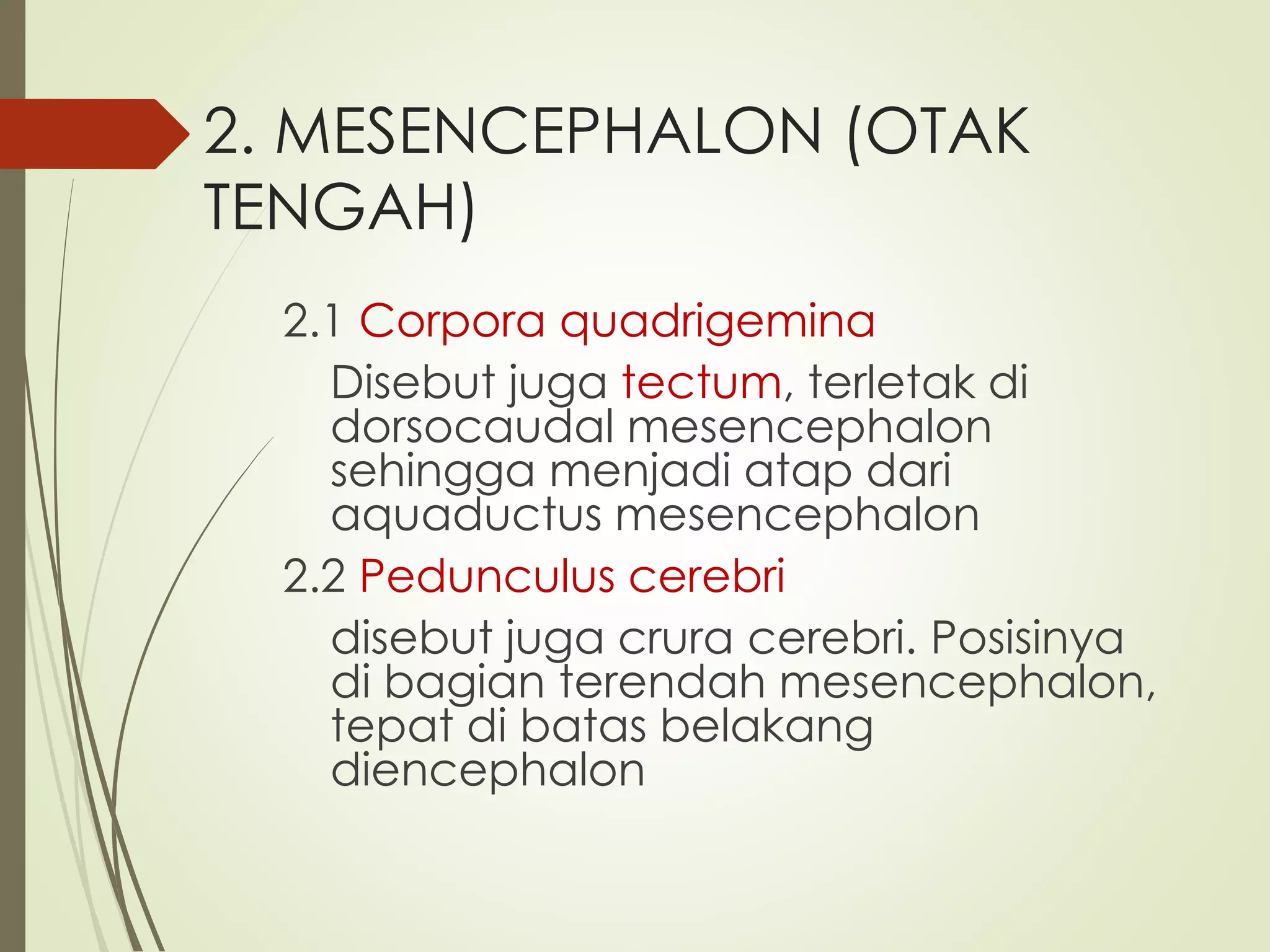 Neuroanatomi ub.pdf