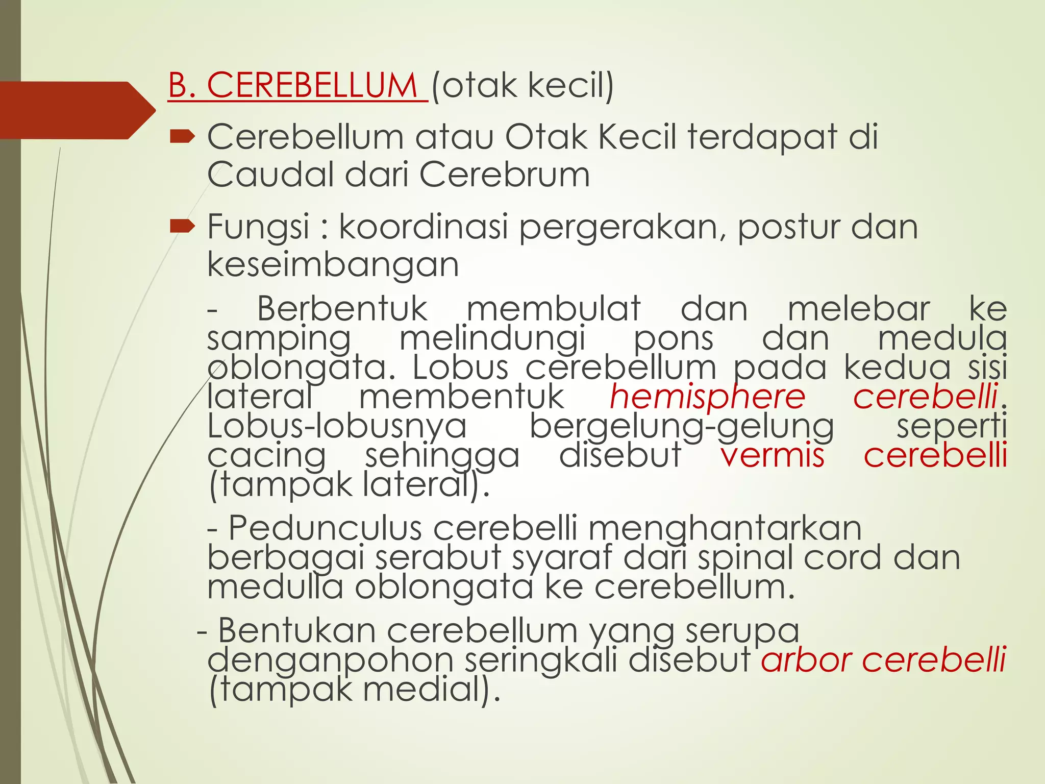 Neuroanatomi ub.pdf