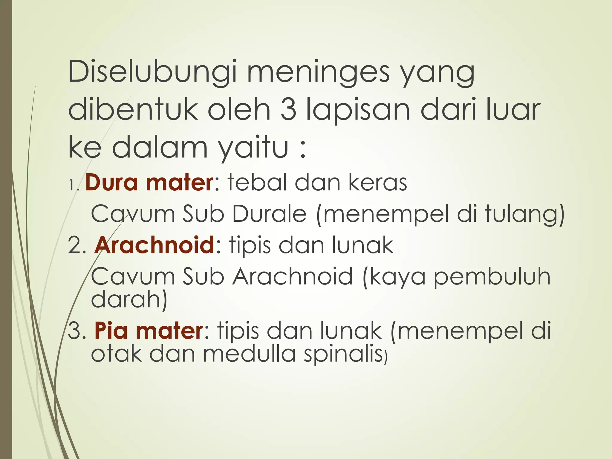 Neuroanatomi ub.pdf