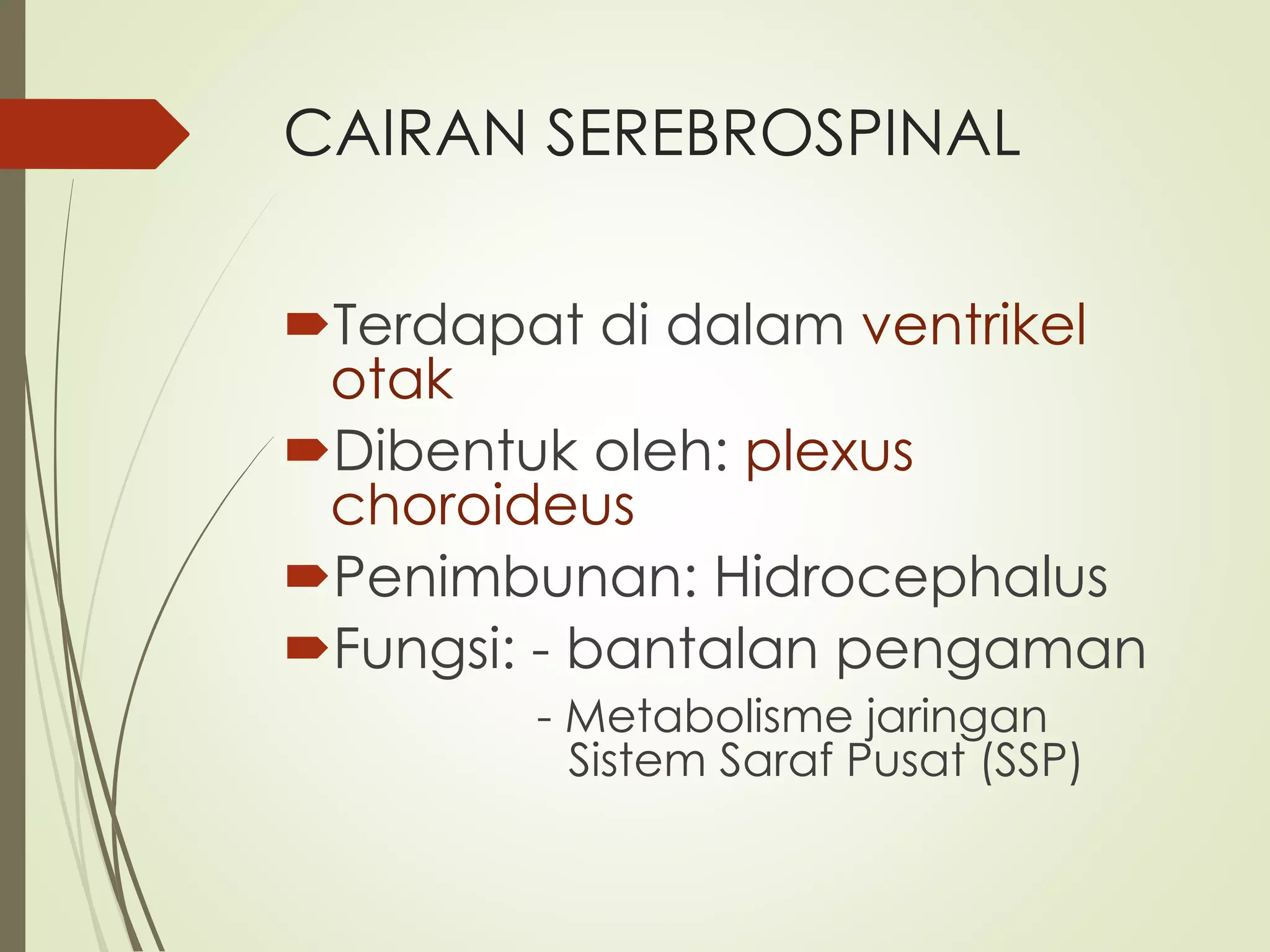 Neuroanatomi ub.pdf