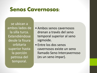 Neuroanatomofisiologia | PPTX