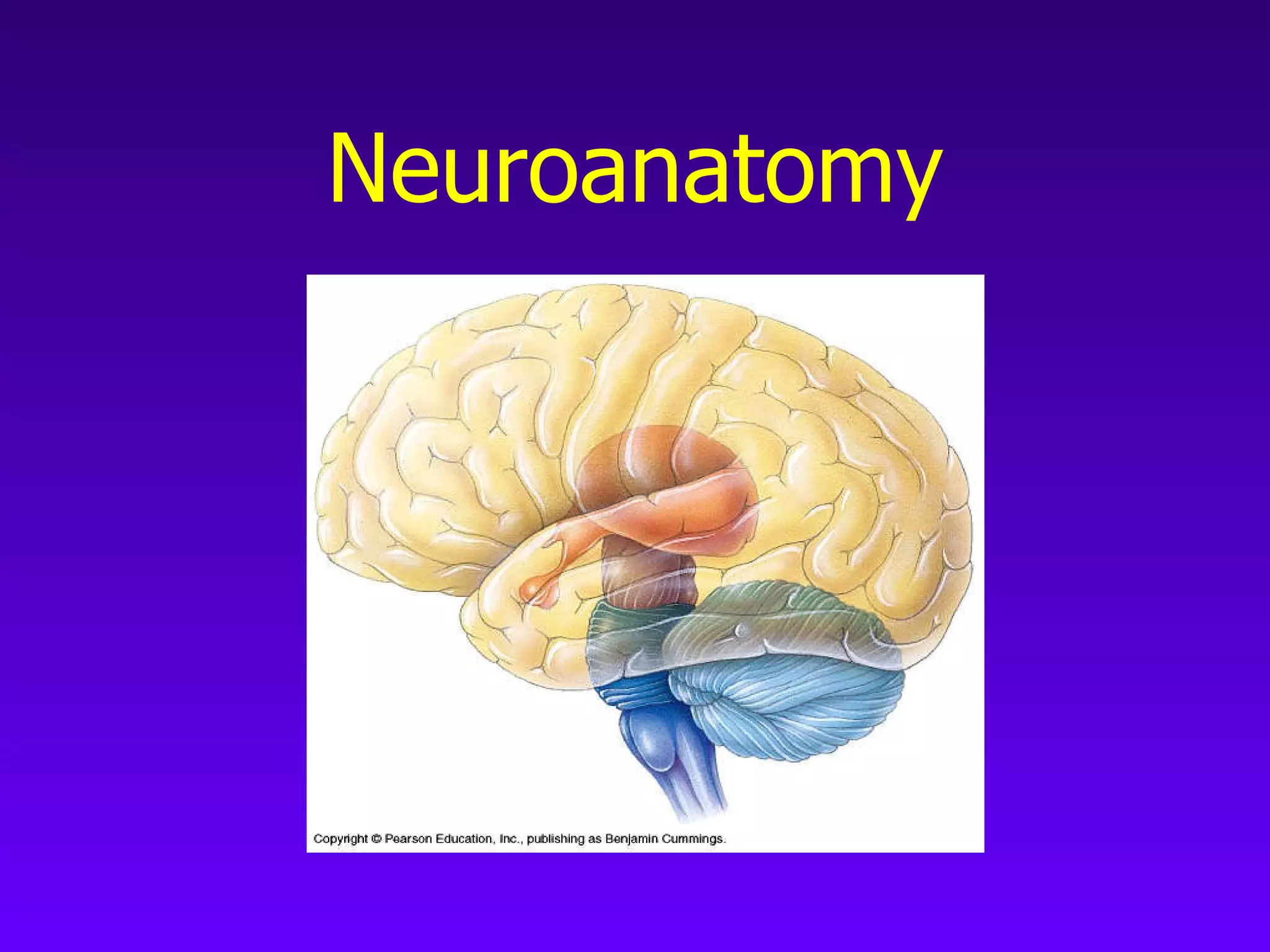 Neuroanatomy (Chapter 7) | PPT