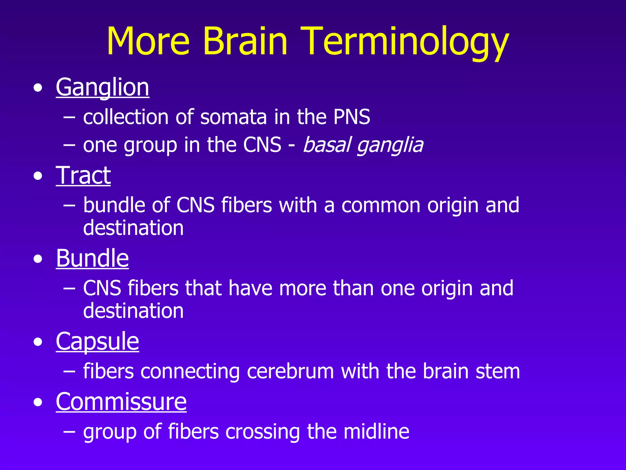Neuroanatomy (Chapter 7) | PPT