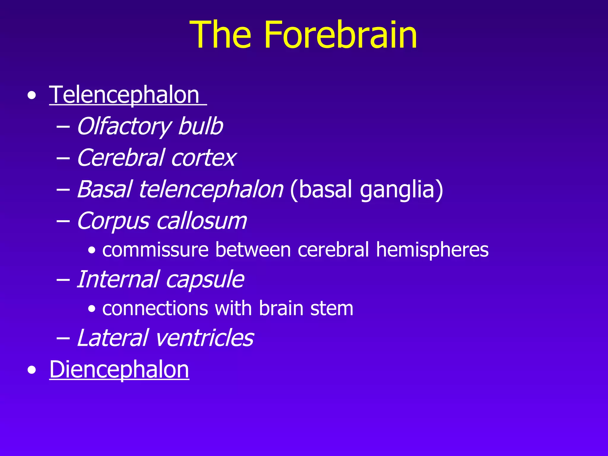 Neuroanatomy (Chapter 7) | PPT