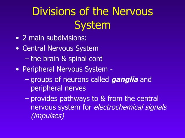 Neuroanatomy (Chapter 7) | PPT | Brain and Nervous System Disorders ...