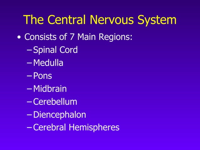Neuroanatomy (Chapter 7) | PPT | Brain and Nervous System Disorders ...