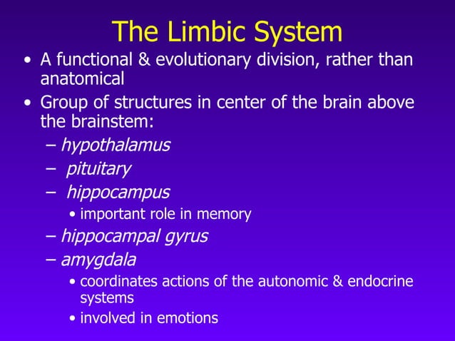 Neuroanatomy (Chapter 7) | PPT | Brain and Nervous System Disorders ...