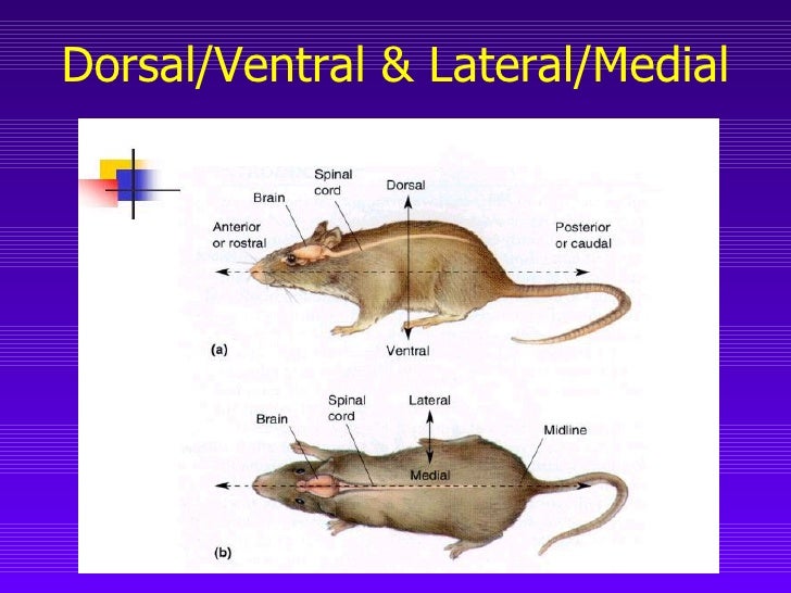 Neuroanatomy (Chapter 7)