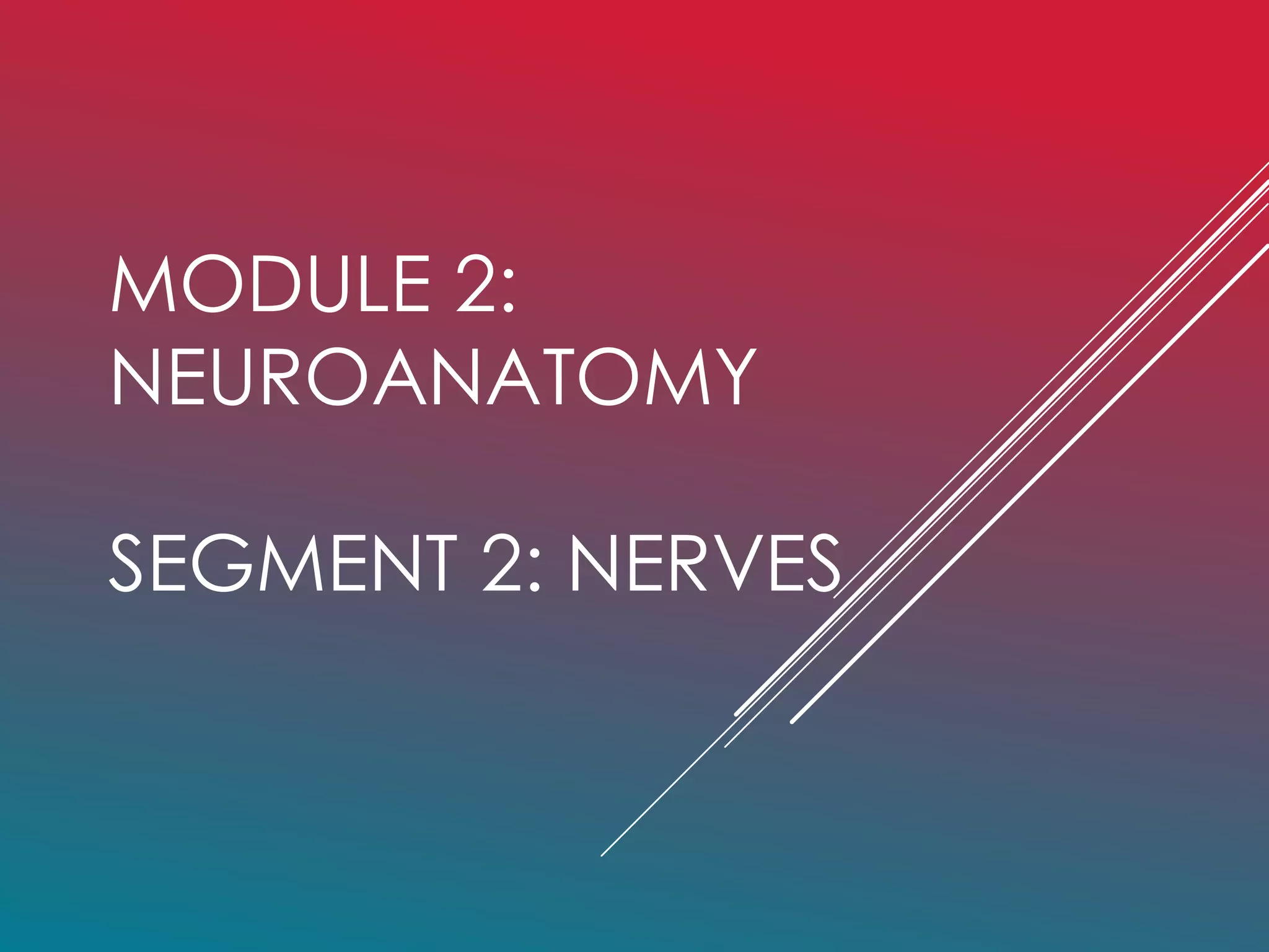 Neuroanatomy | PDF