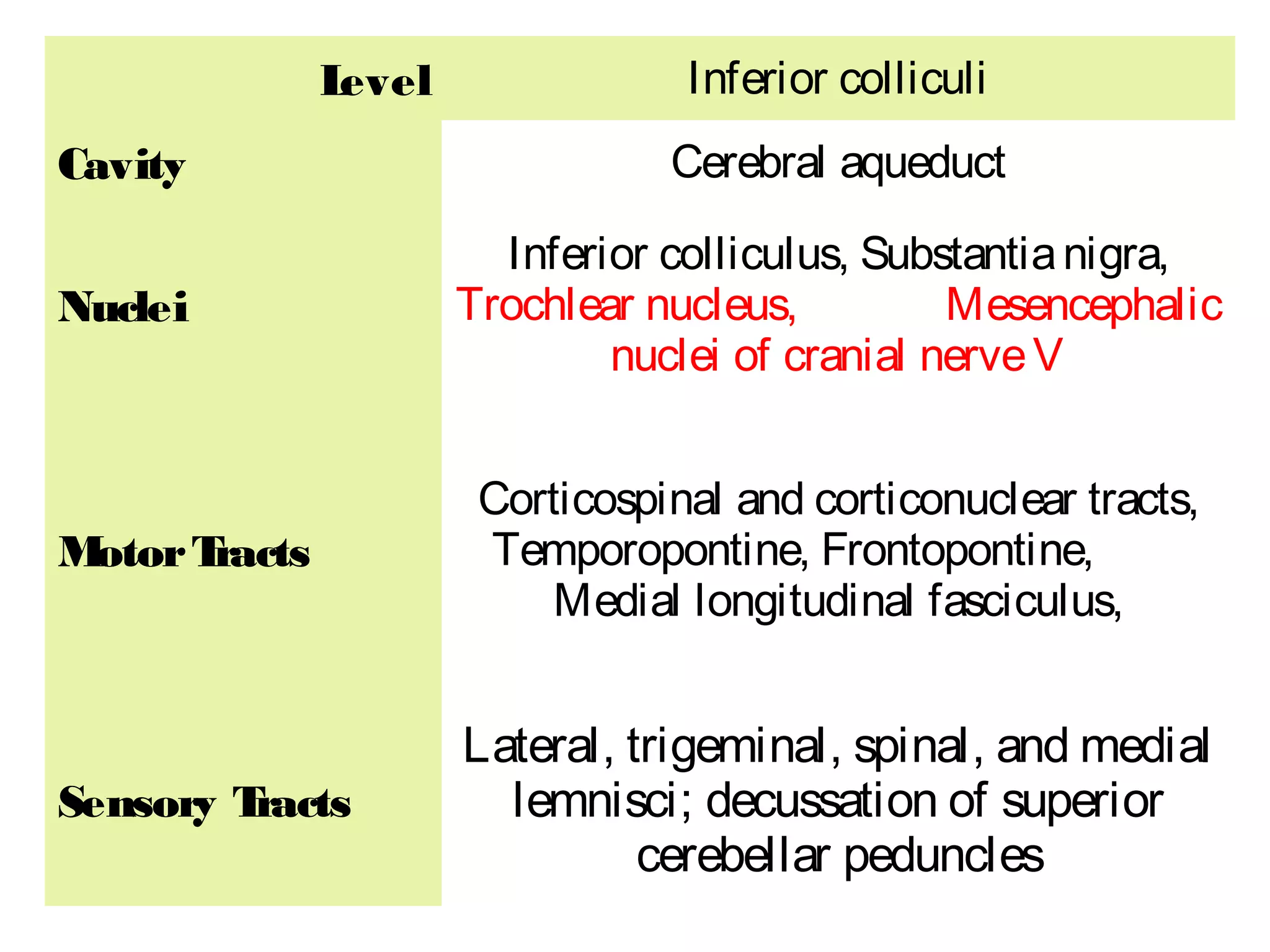Midbrain And Cerebellum | PPT