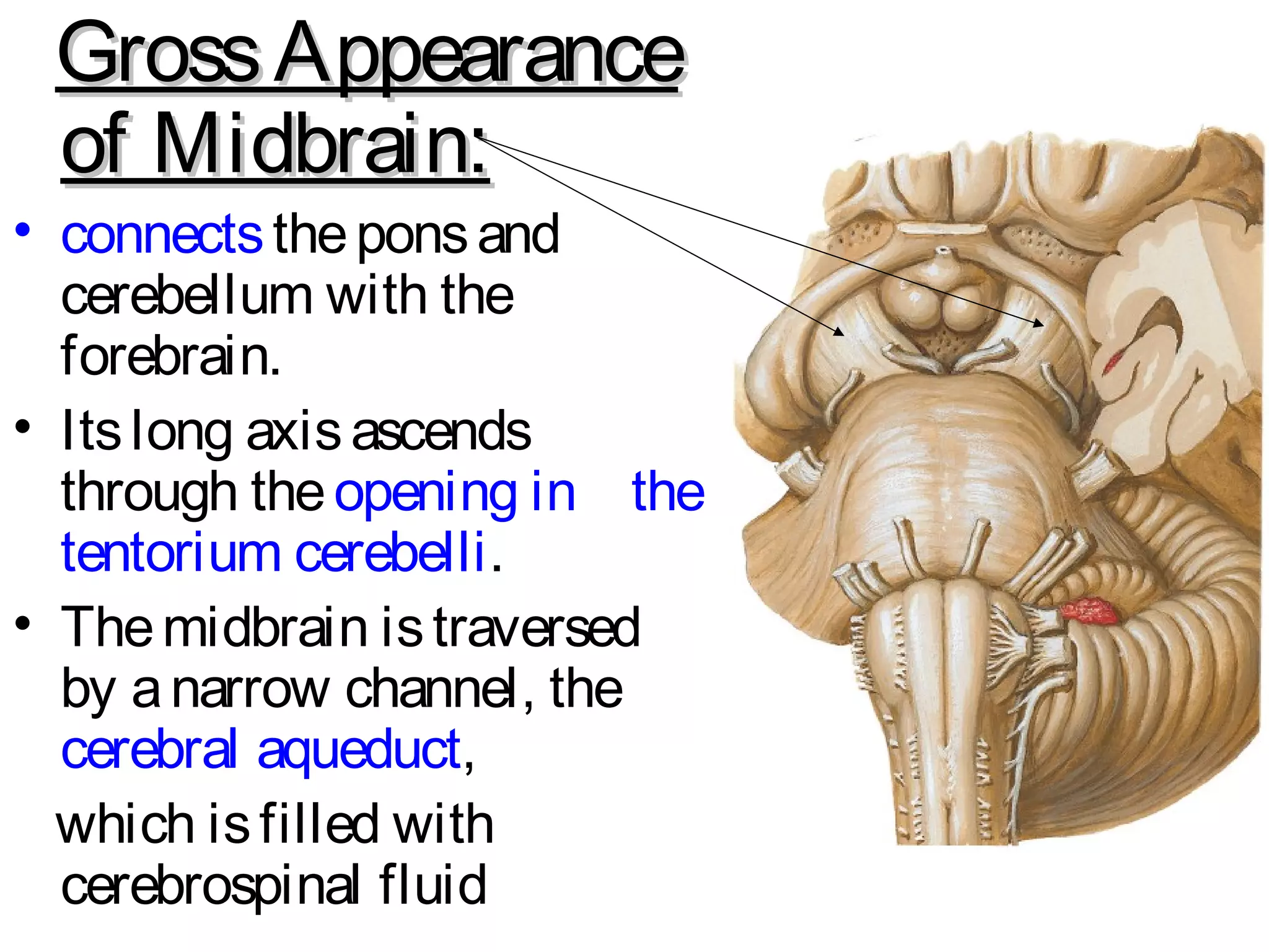 Midbrain And Cerebellum | PPT