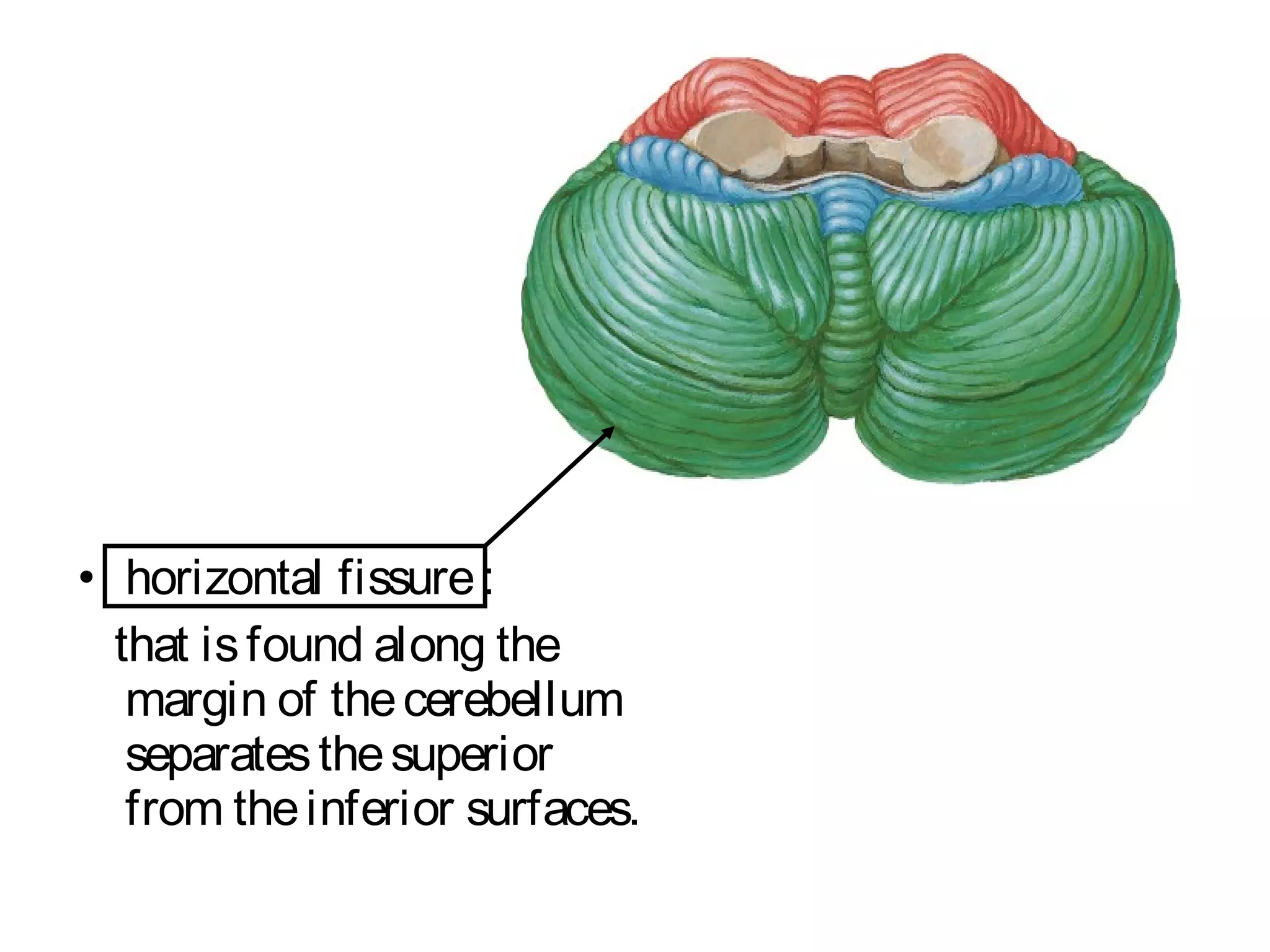 Midbrain And Cerebellum | PPT | Death, Injury, or Military Conflict ...