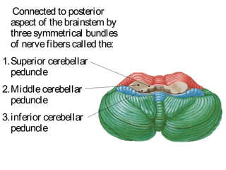 Midbrain And Cerebellum | PPT