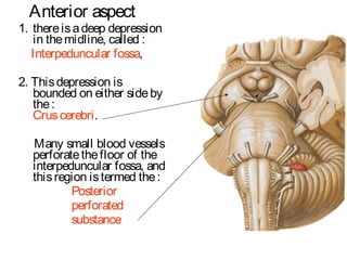 Interpeduncular Fossa