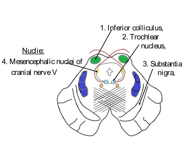Midbrain And Cerebellum