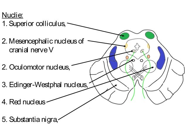Midbrain And Cerebellum
