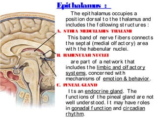 Diencephalon | PPT