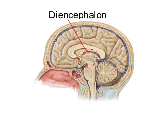 Diencephalon