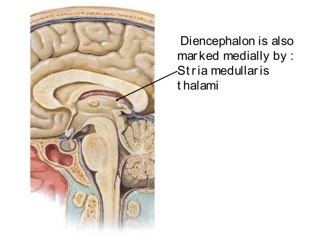 Diencephalon