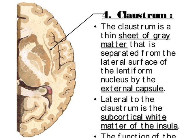 Basal Ganglia, Reticular Formation, Limbic System | PPT