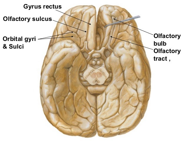 Cerebrum