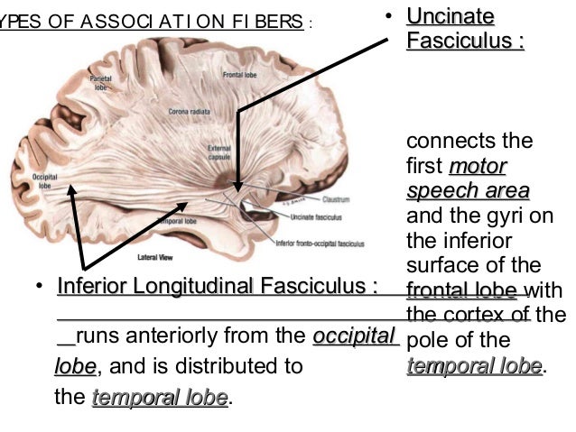 Inferior Longitudinal Fasciculus