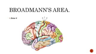 Neuroanatomy | PPTX