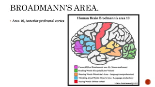 Neuroanatomy | PPTX
