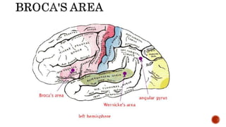 Neuroanatomy | PPTX