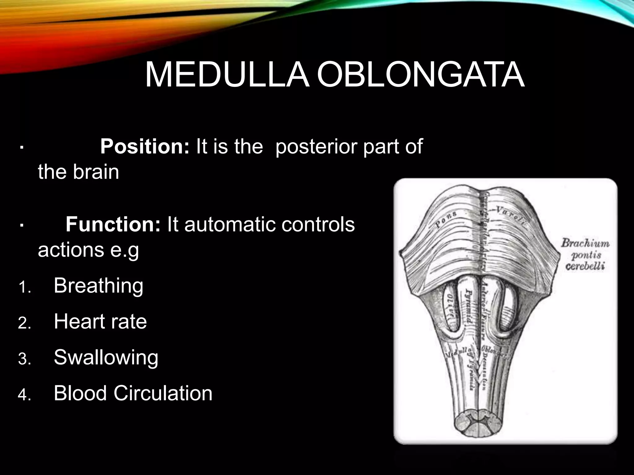 Neuro anatomy | PPTX