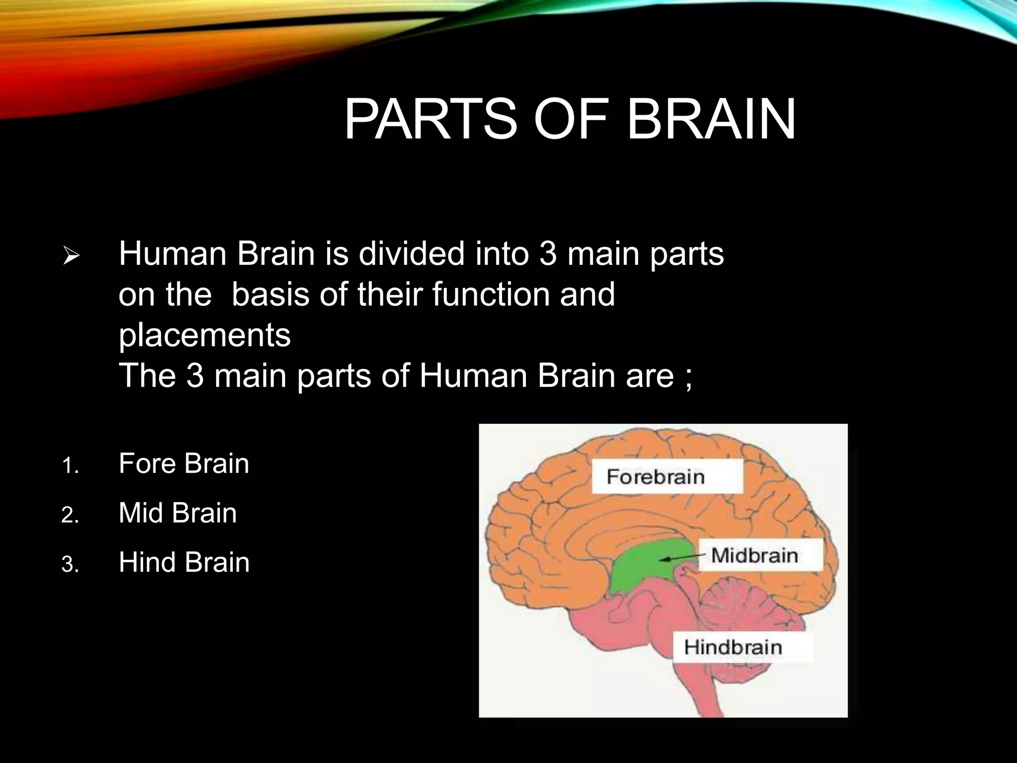 Neuro anatomy | PPTX