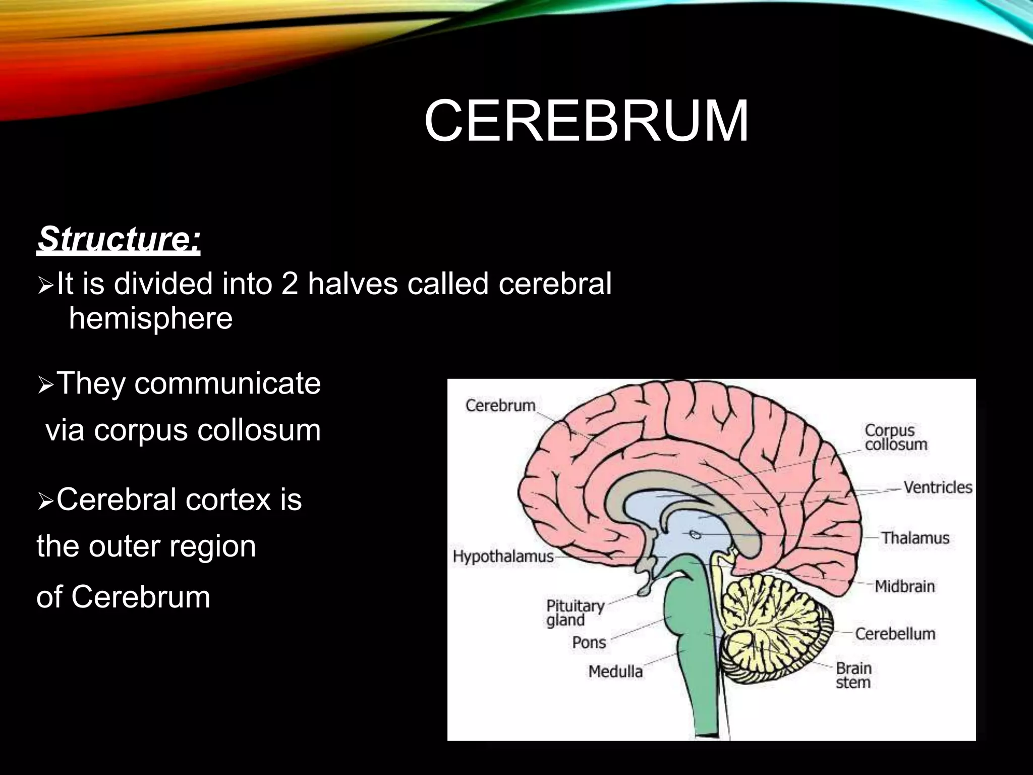 Neuro anatomy | PPTX