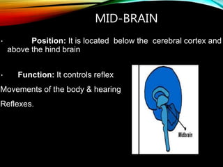 Neuro anatomy | PPTX