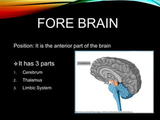 Neuro anatomy | PPTX