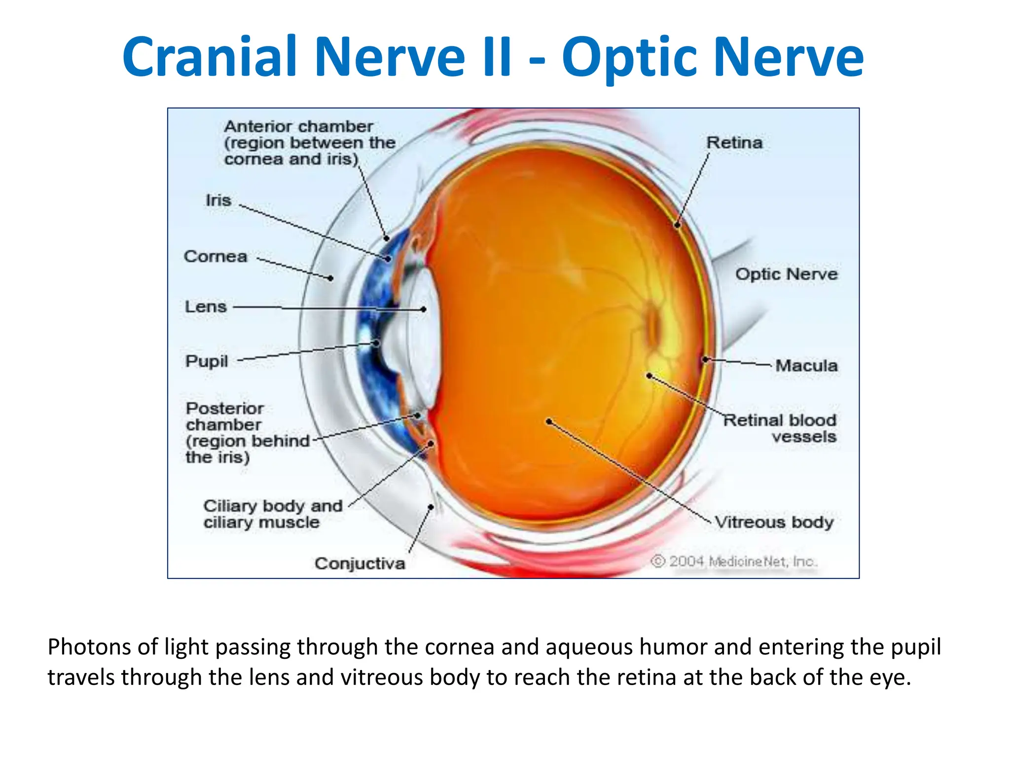 Neuroanatomy._2..Cranial.nerves.2017.pptx