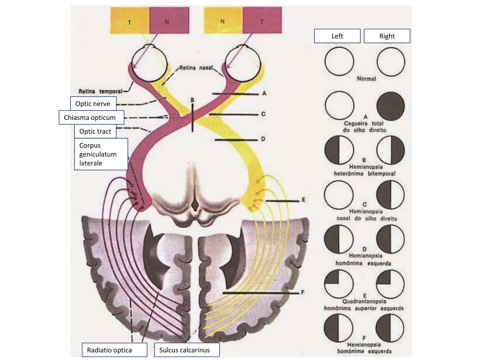 Neuroanatomy._2..Cranial.nerves.2017.pptx