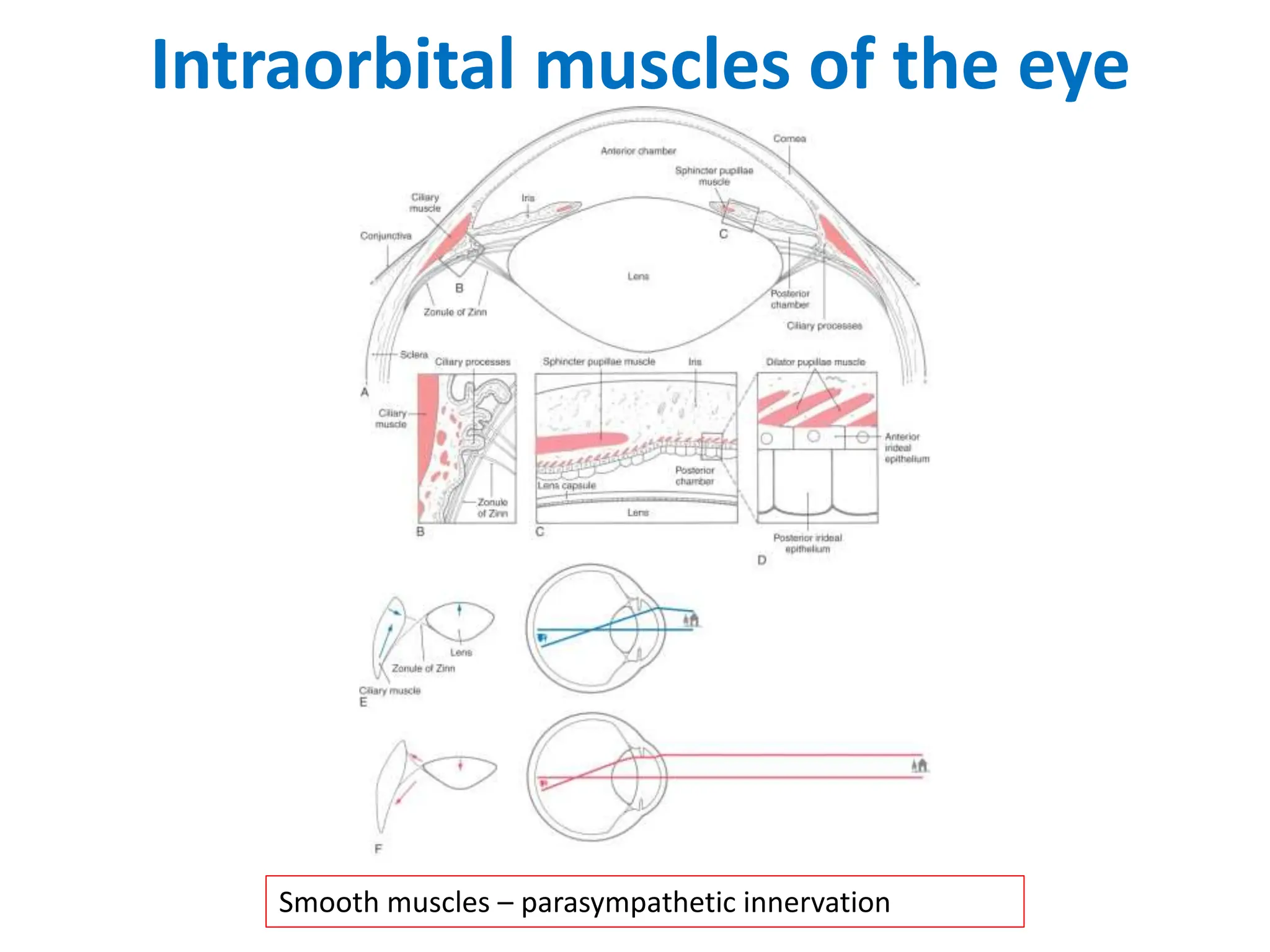 Neuroanatomy._2..Cranial.nerves.2017.pptx