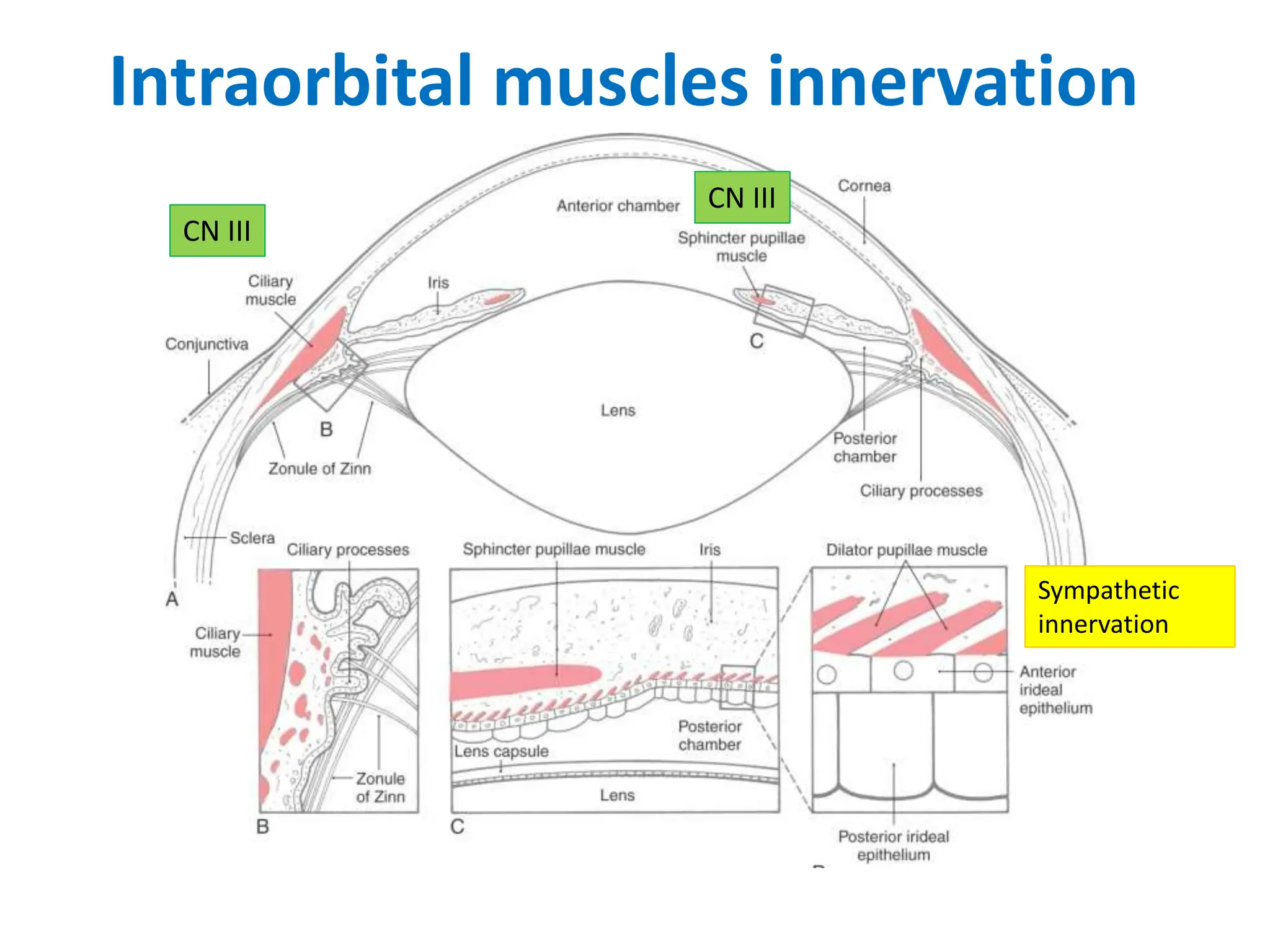 Neuroanatomy._2..Cranial.nerves.2017.pptx
