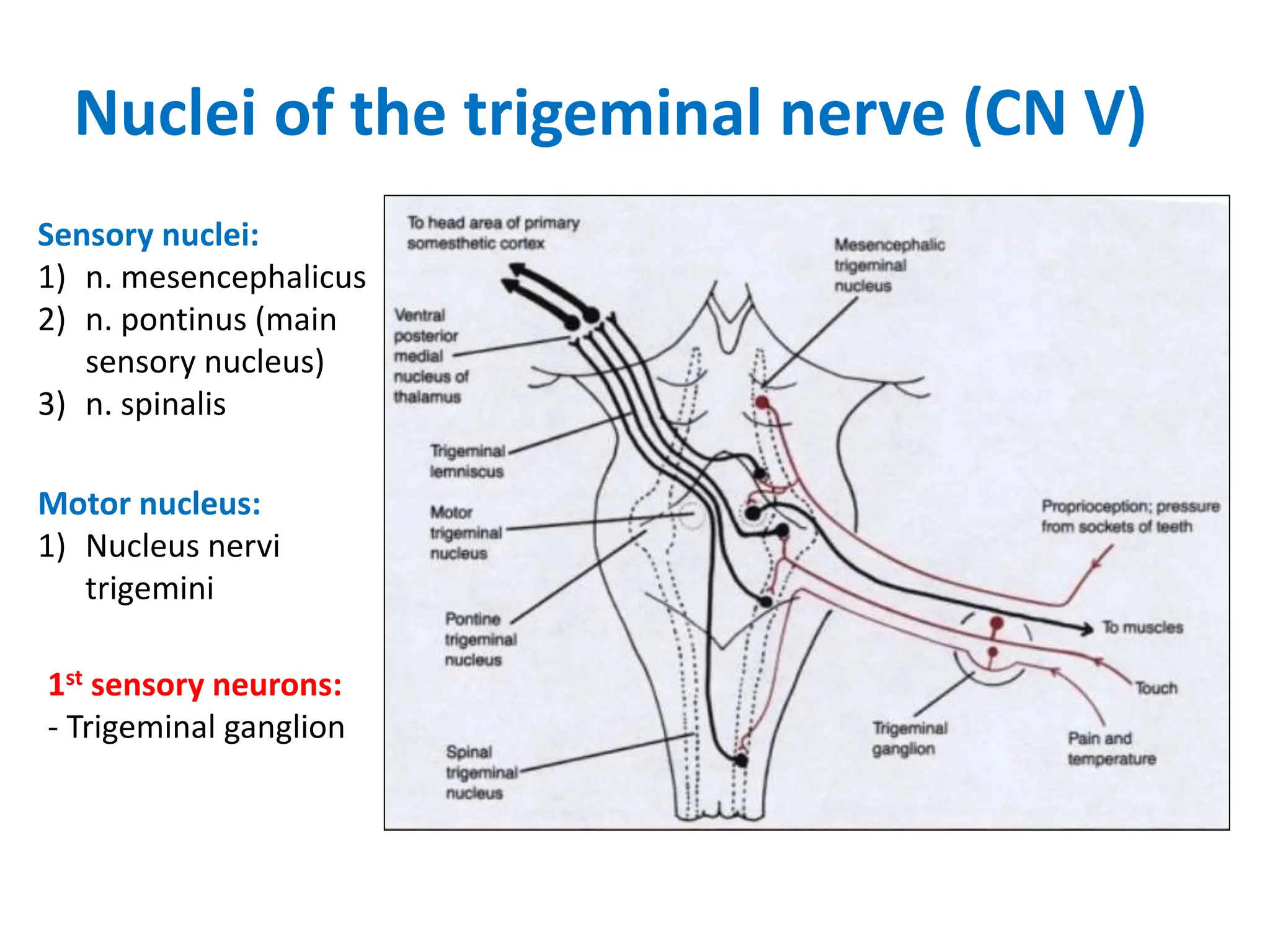 Neuroanatomy._2..Cranial.nerves.2017.pptx