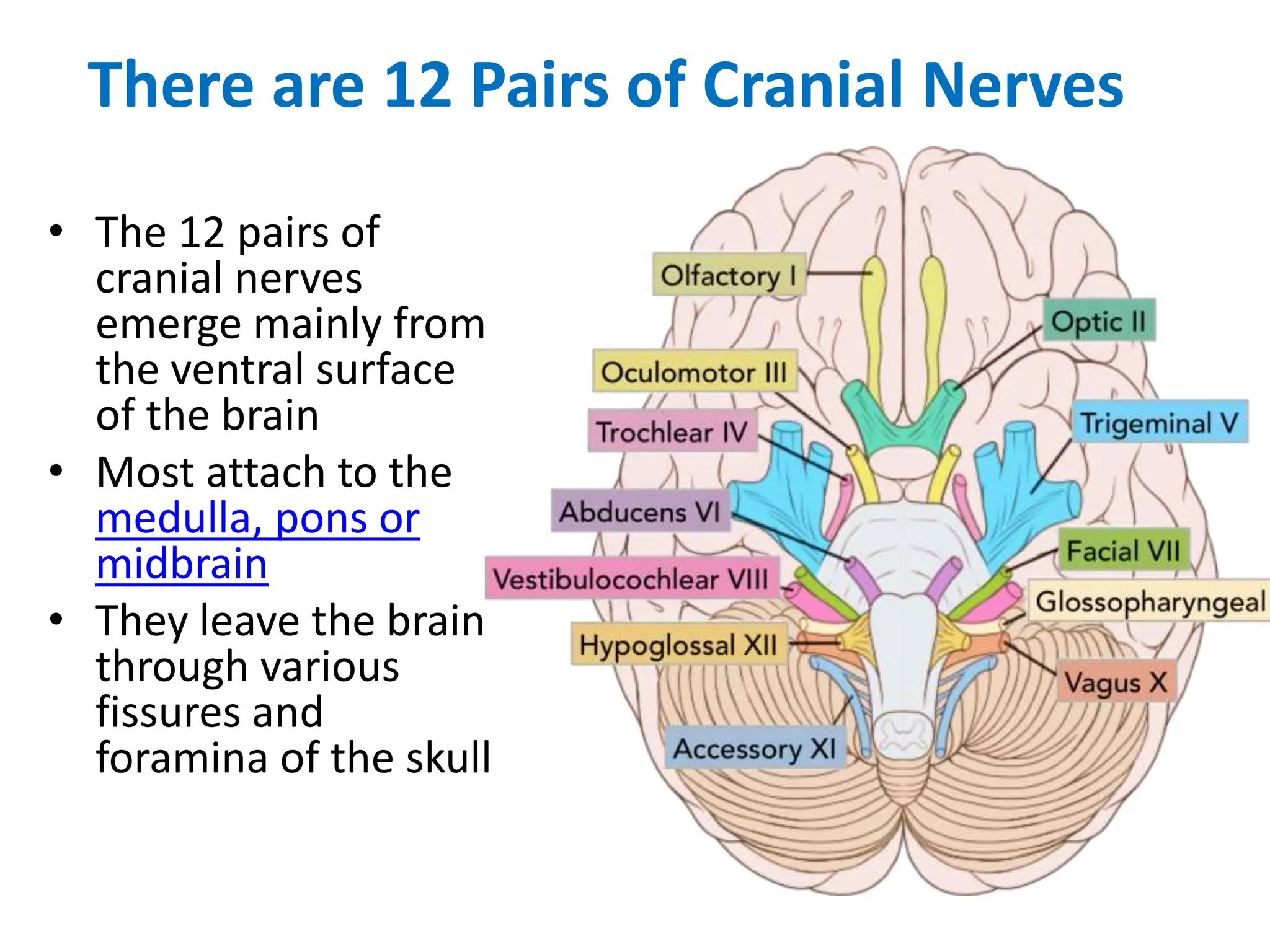 Neuroanatomy._2..Cranial.nerves.2017.pptx