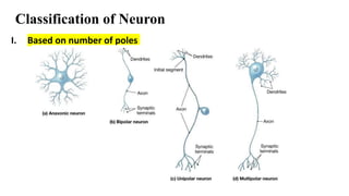 Nervous sytem and its divisions: Neuro Anatomy | PPTX